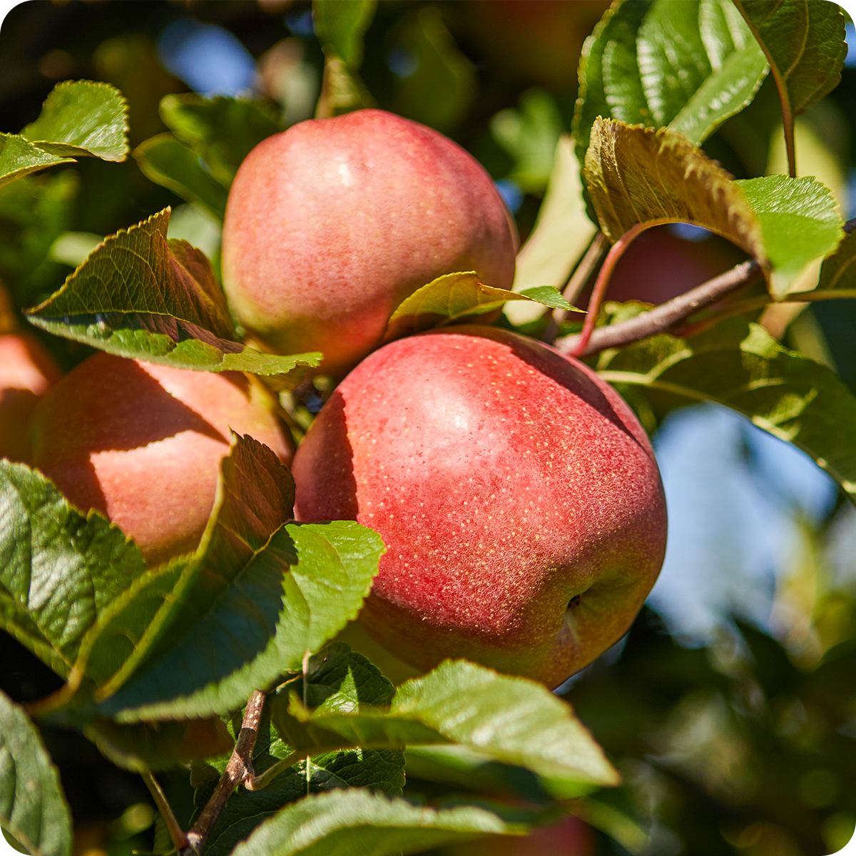 Apple Tree Varieties | Pome Fruits | IFA Country Stores