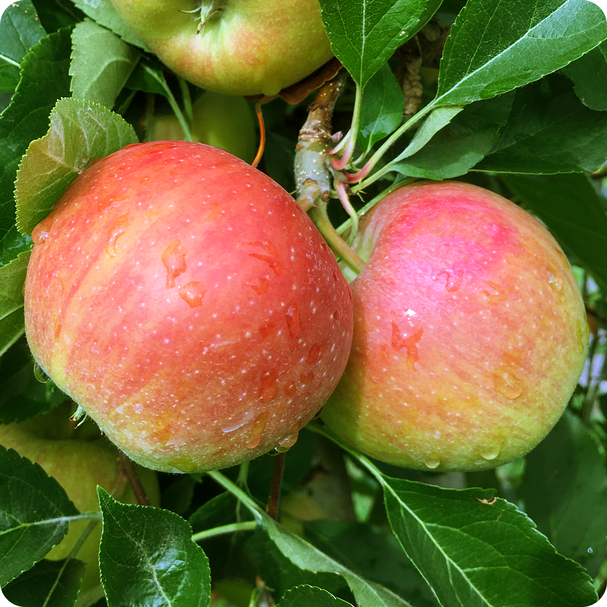 Apple Tree Varieties | Pome Fruits | IFA Country Stores