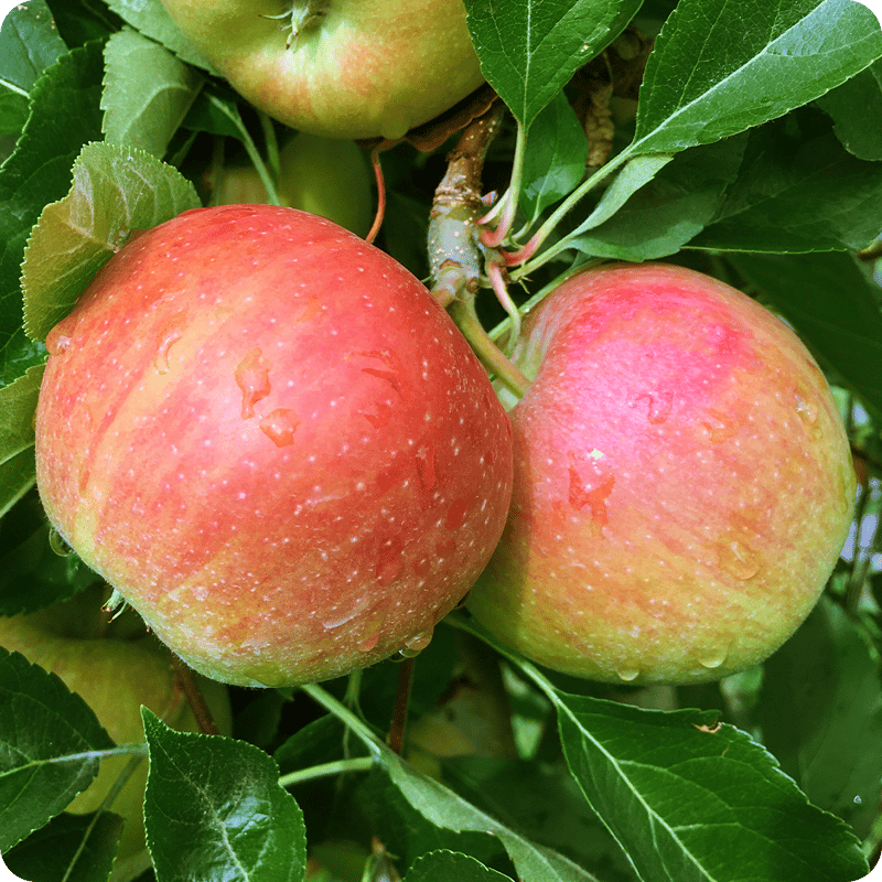 Apple Tree Varieties | Pome Fruits | IFA Country Stores
