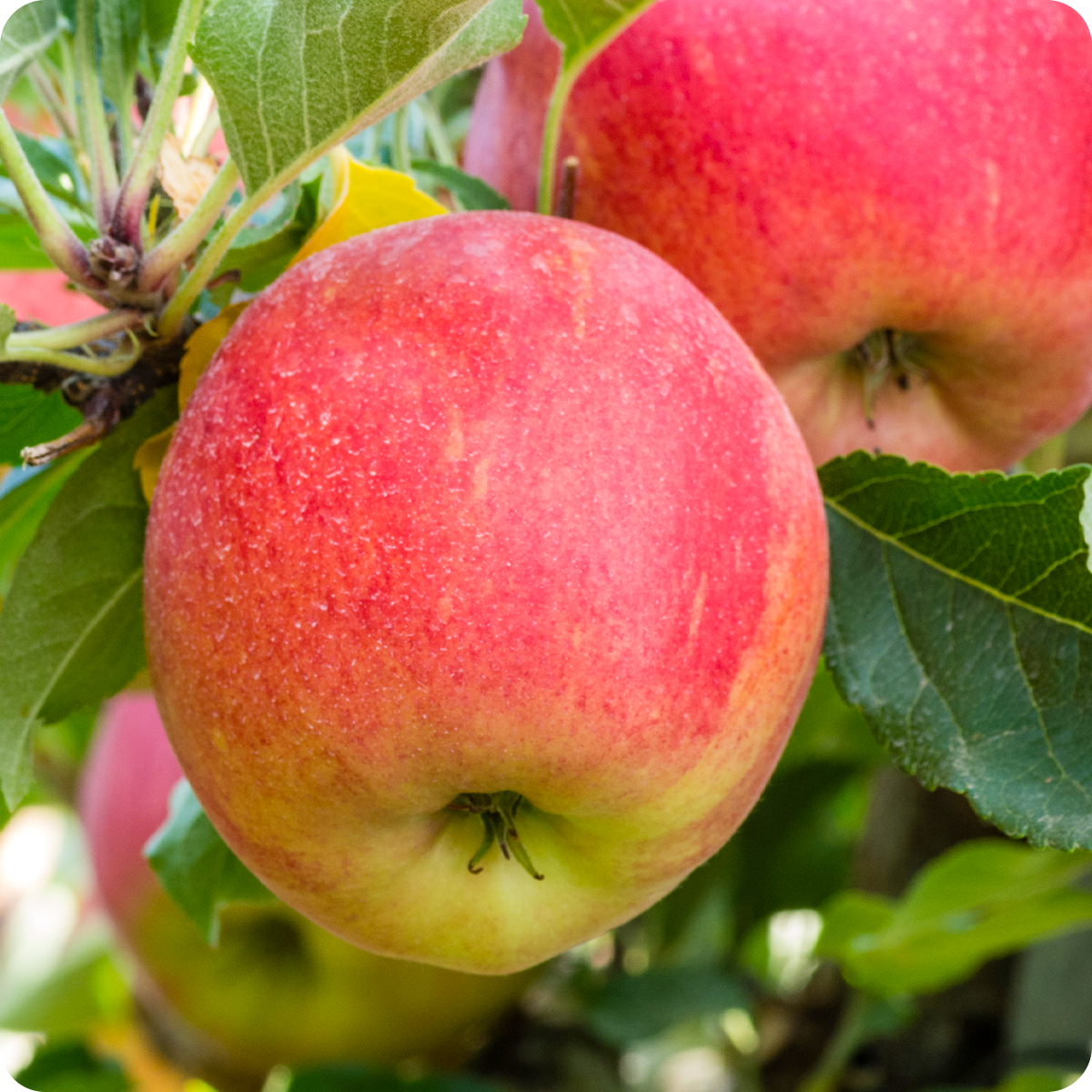 Apple Tree Varieties | Pome Fruits | IFA Country Stores