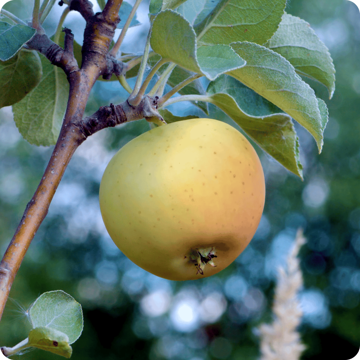 Apple Tree Varieties | Pome Fruits | IFA Country Stores