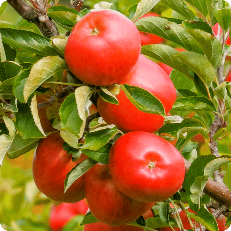Apple Tree Varieties | Pome Fruits | IFA Country Stores