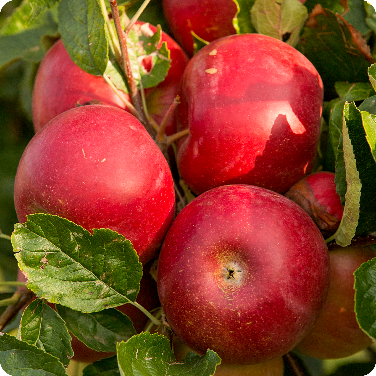 Apple Tree Varieties | Pome Fruits | IFA Country Stores
