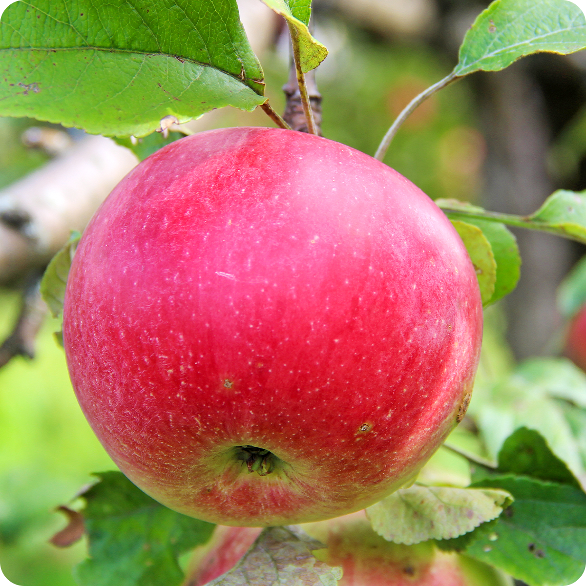 Apple Tree Varieties | Pome Fruits | IFA Country Stores