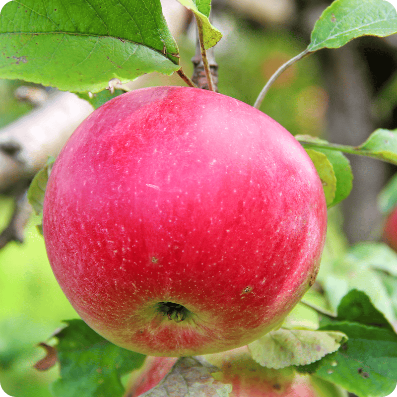 Apple Tree Varieties | Pome Fruits | IFA Country Stores