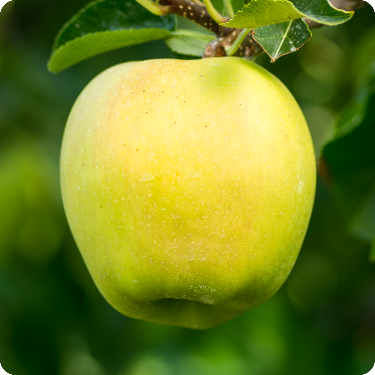 Apple Tree Varieties | Pome Fruits | IFA Country Stores