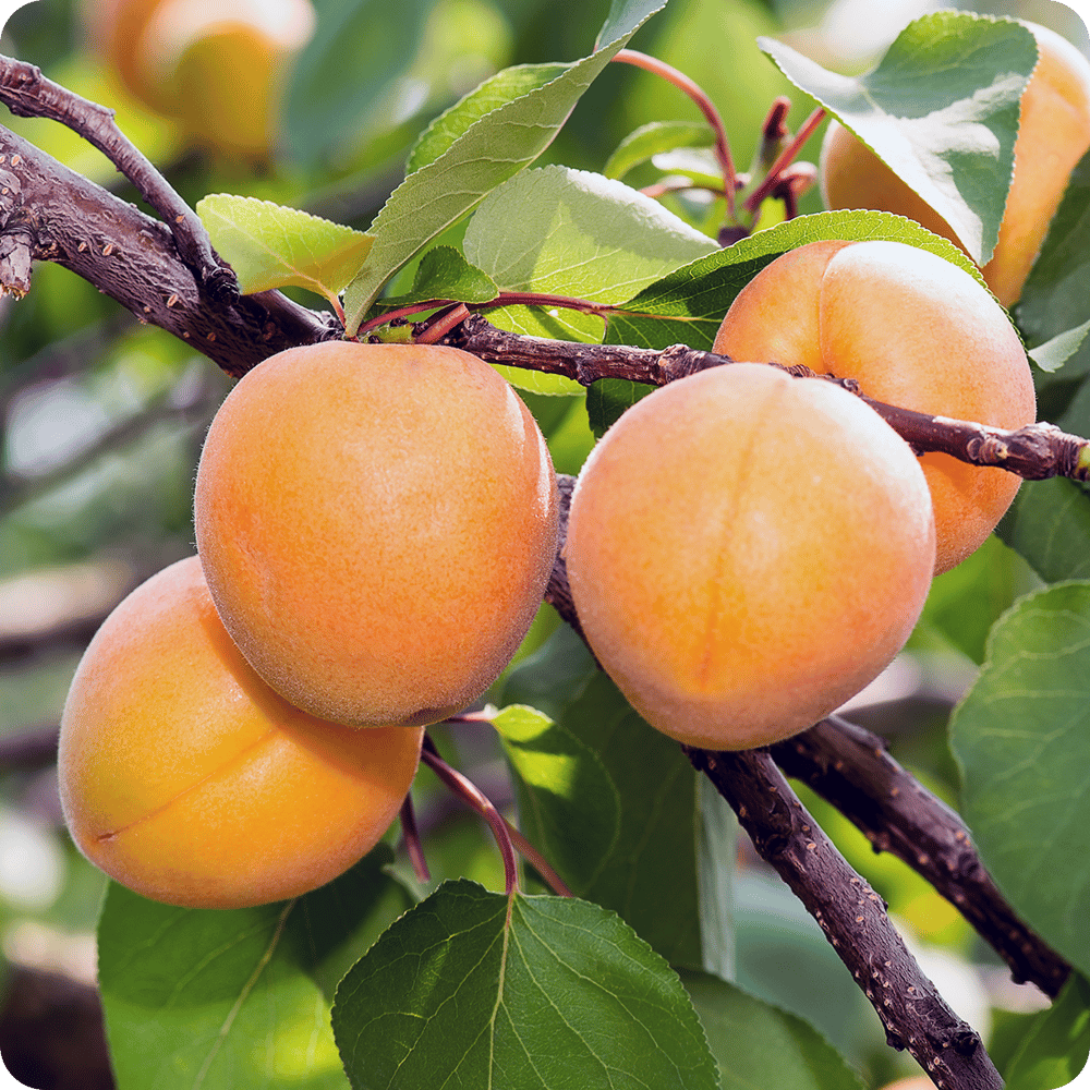 Apricot Tree Varieties | Stone Fruits | IFA Country Stores