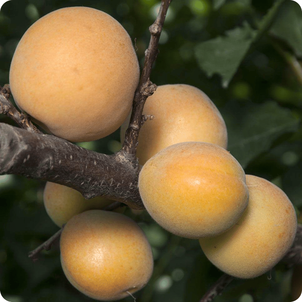 Apricot Tree Varieties | Stone Fruits | IFA Country Stores