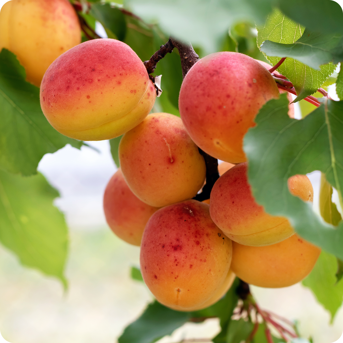 Apricot Tree Varieties | Stone Fruits | IFA Country Stores