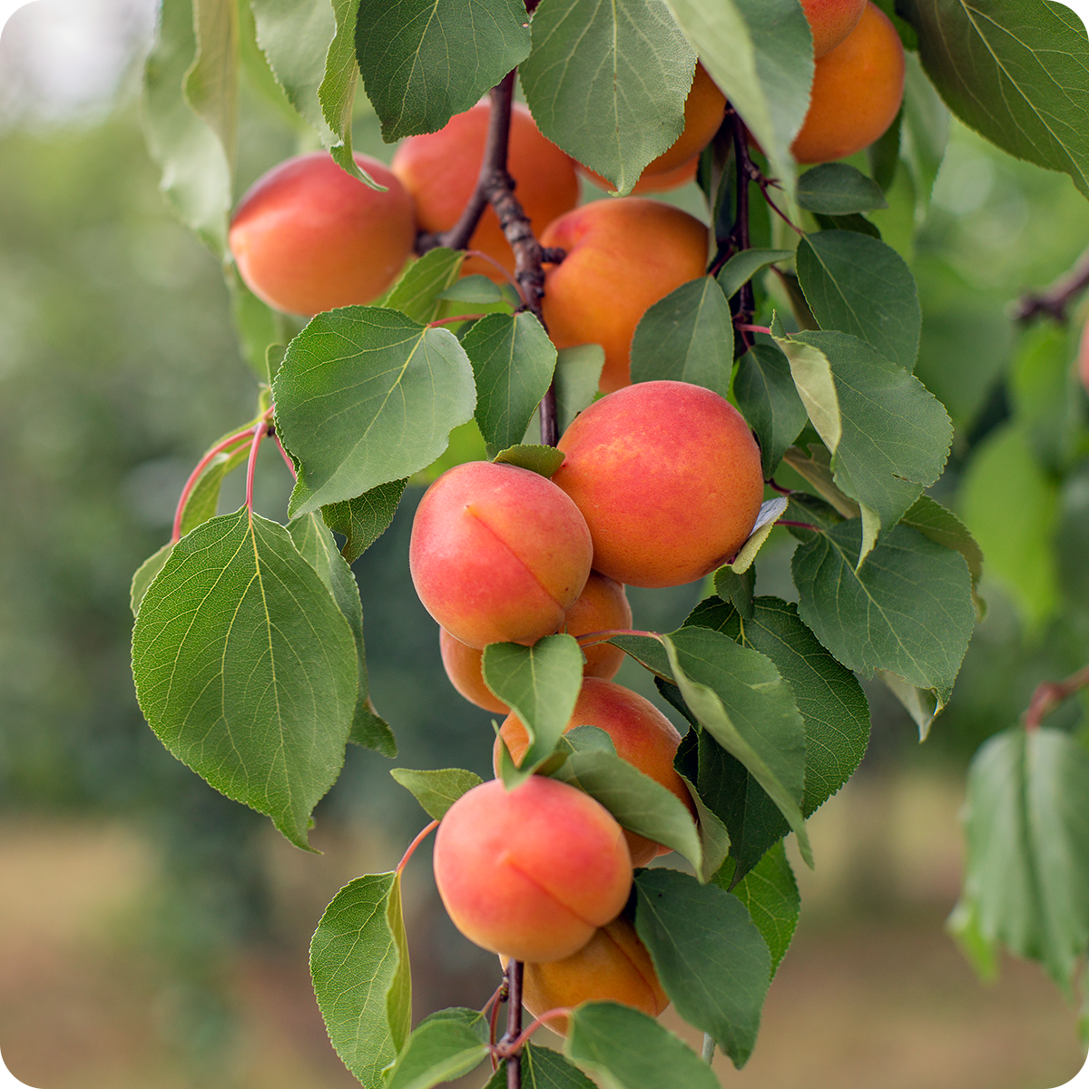 Apricot Tree Varieties | Stone Fruits | IFA Country Stores