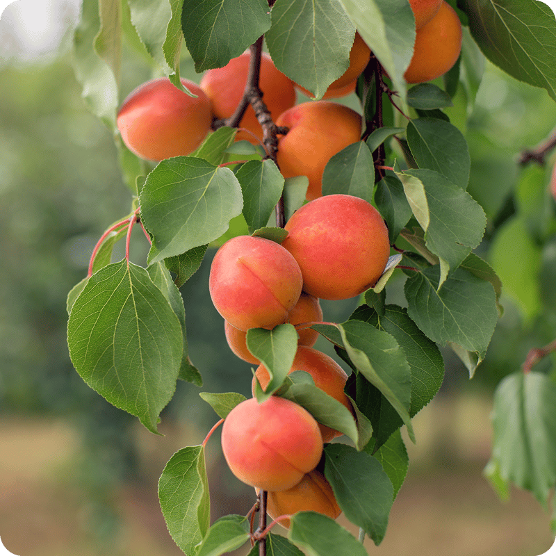 Apricot Tree Varieties | Stone Fruits | IFA Country Stores
