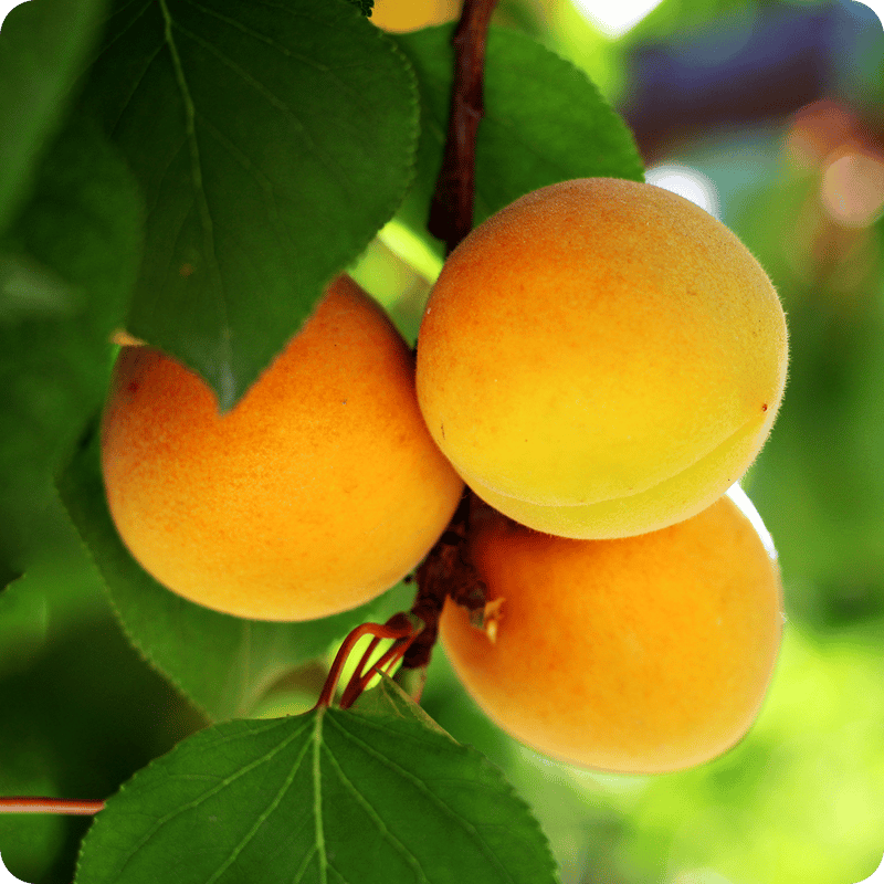 Apricot Tree Varieties | Stone Fruits | IFA Country Stores