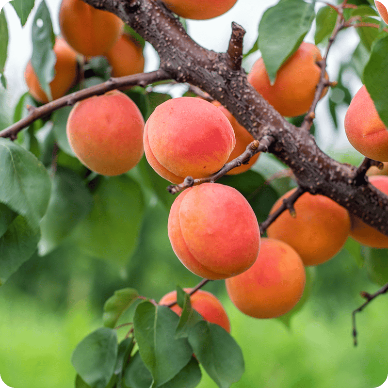 Apricot Tree Varieties | Stone Fruits | IFA Country Stores