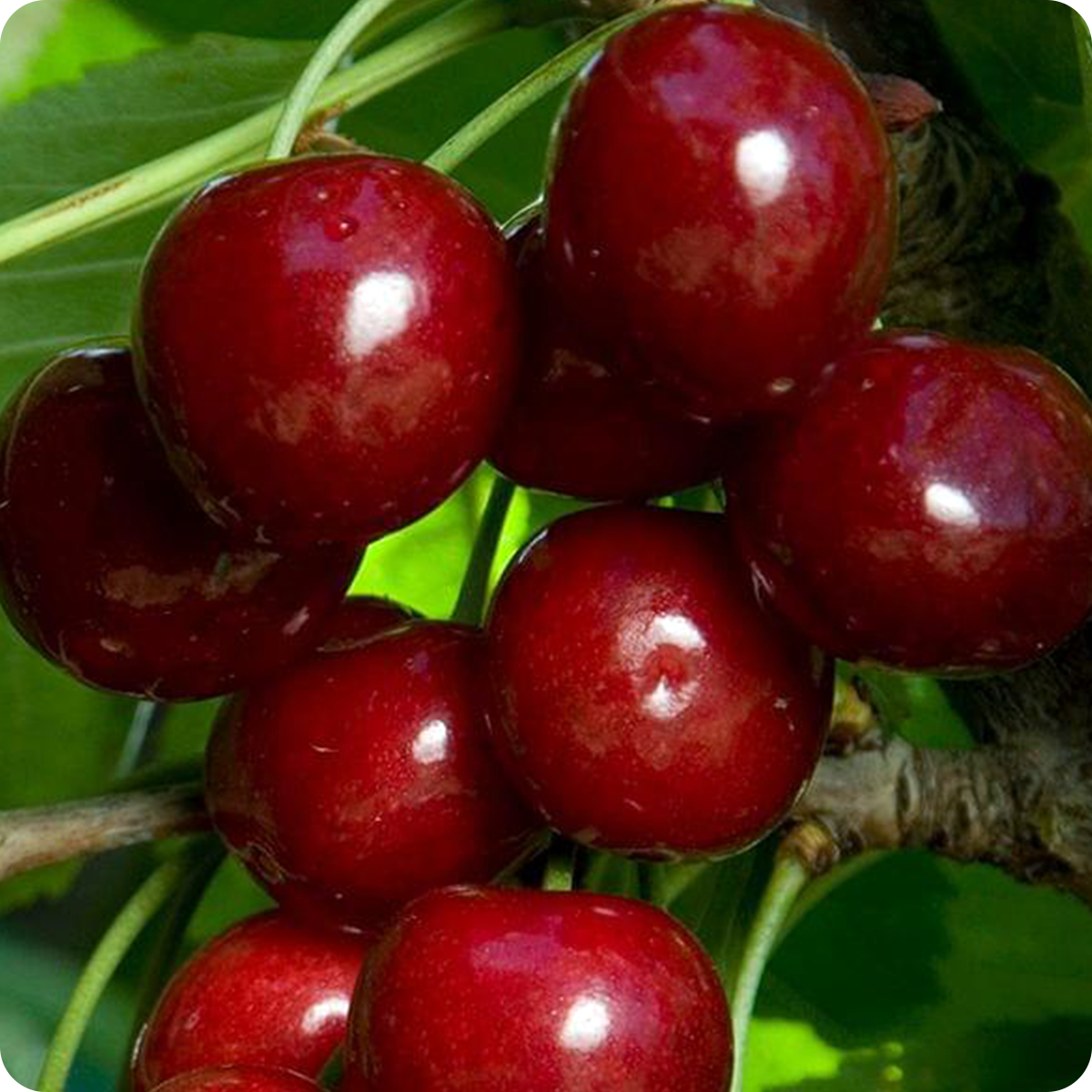 Cherry Tree Varieties | Stone Fruits | IFA Country Stores