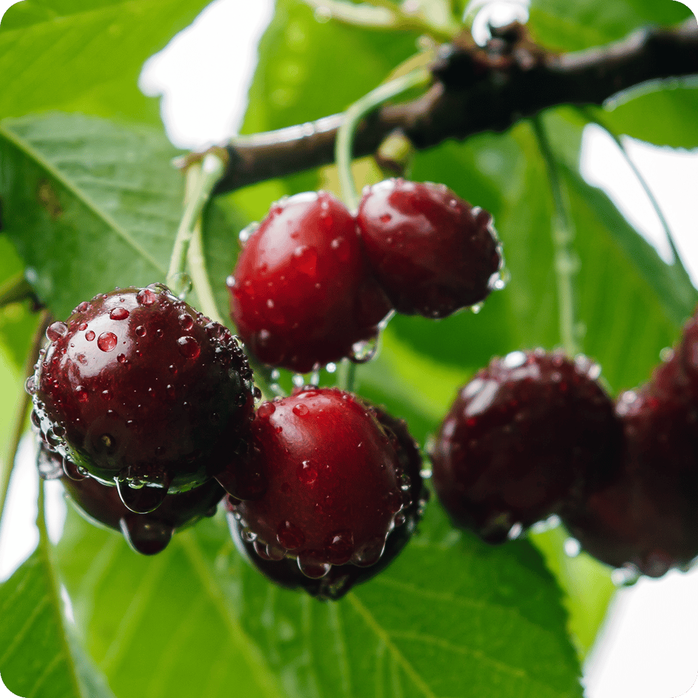 Cherry Tree Varieties | Stone Fruits | IFA Country Stores