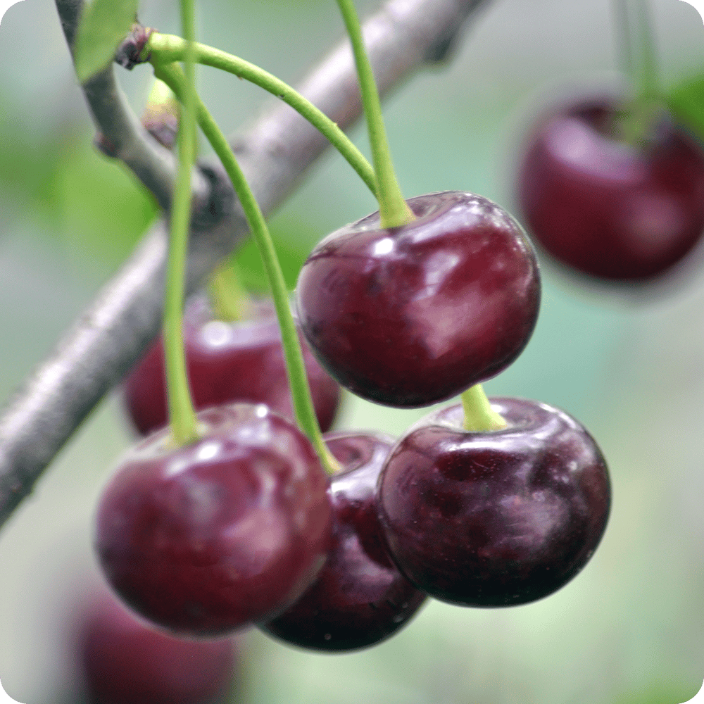 Cherry Tree Varieties | Stone Fruits | IFA Country Stores