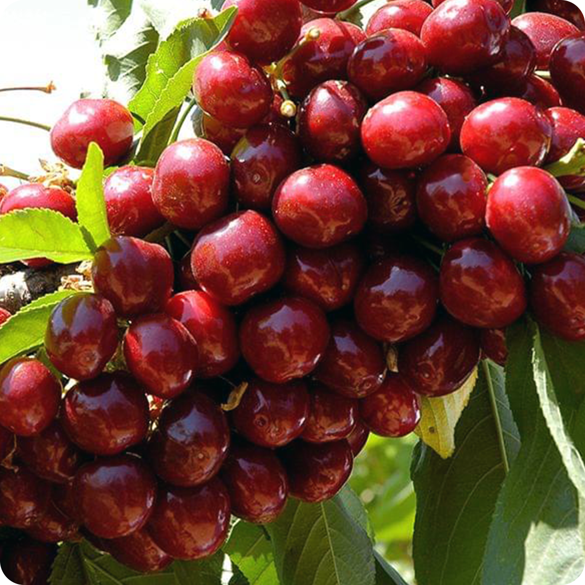 Cherry Tree Varieties | Stone Fruits | IFA Country Stores