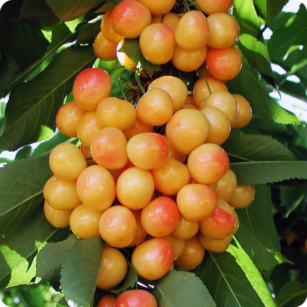 Cherry Tree Varieties | Stone Fruits | IFA Country Stores