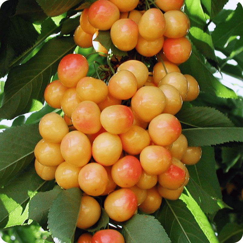 Cherry Tree Varieties | Stone Fruits | IFA Country Stores