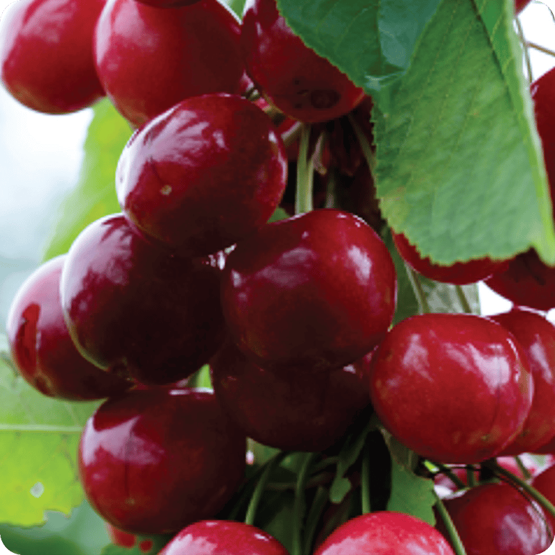 Cherry Tree Varieties | Stone Fruits | IFA Country Stores