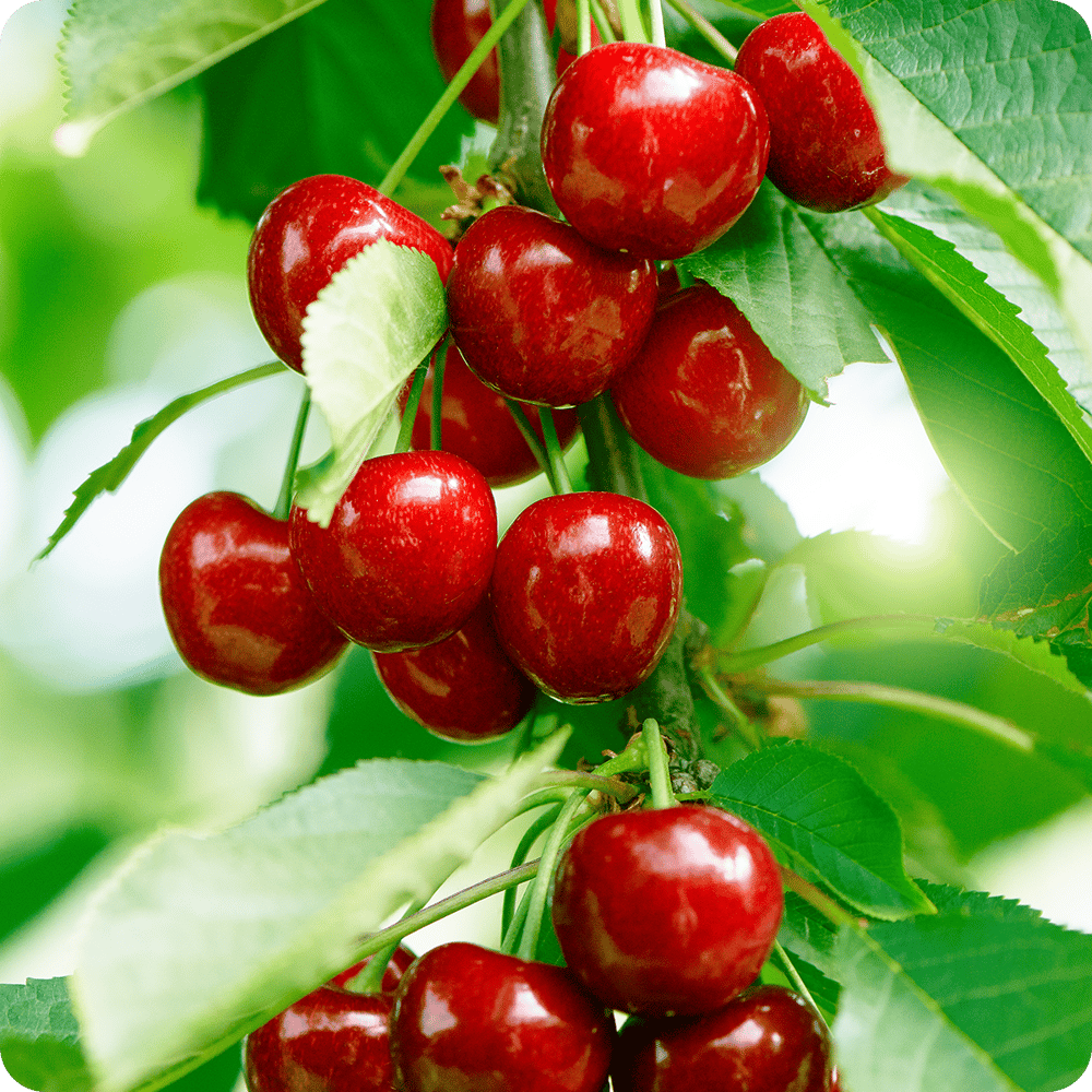 Cherry Tree Varieties | Stone Fruits | IFA Country Stores