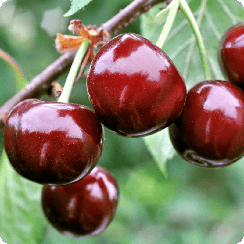 Cherry Tree Varieties | Stone Fruits | IFA Country Stores