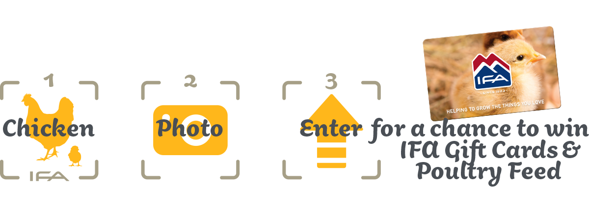 IFA Feathers & Photos Chick Days Contest | IFA Country Stores