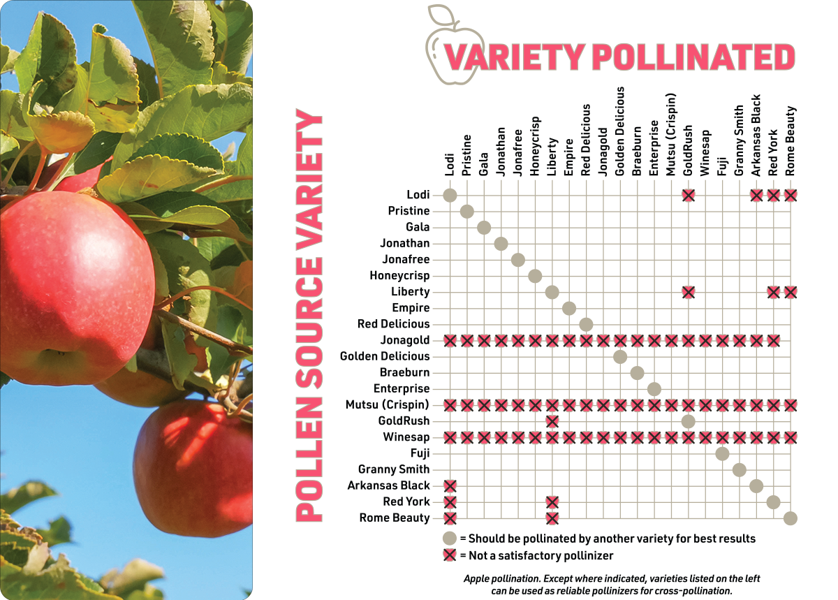 Apple Tree Varieties | Pome Fruits | IFA Country Stores