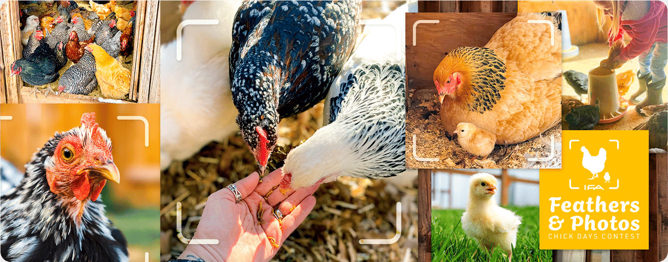 IFA Feathers & Photos Chick Days Contest | IFA Country Stores