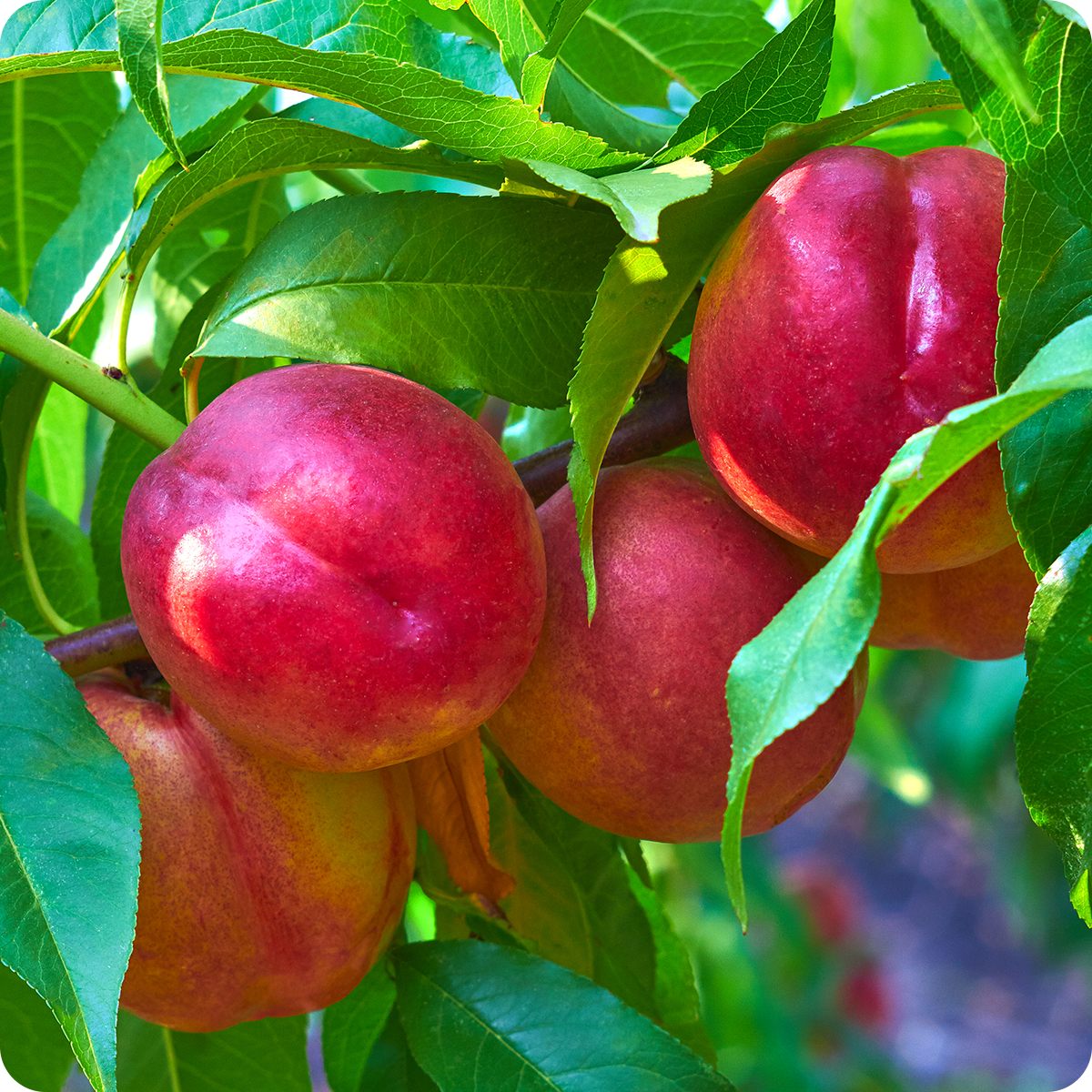 Nectarine Tree Varieties | Stone Fruits | IFA Country Stores