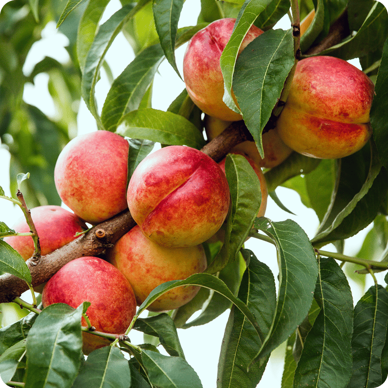Nectarine Tree Varieties | Stone Fruits | IFA Country Stores