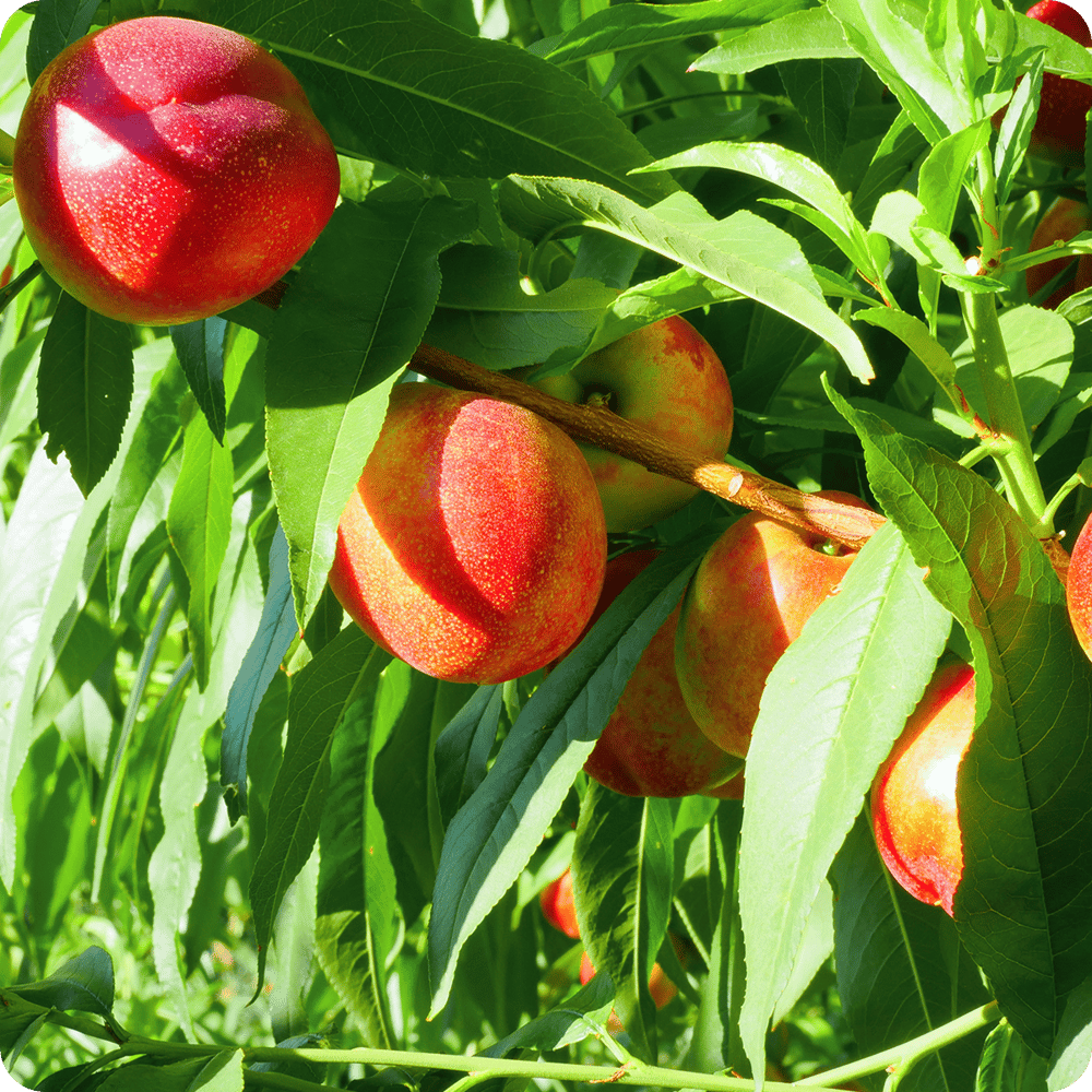 Nectarine Tree Varieties | Stone Fruits | IFA Country Stores