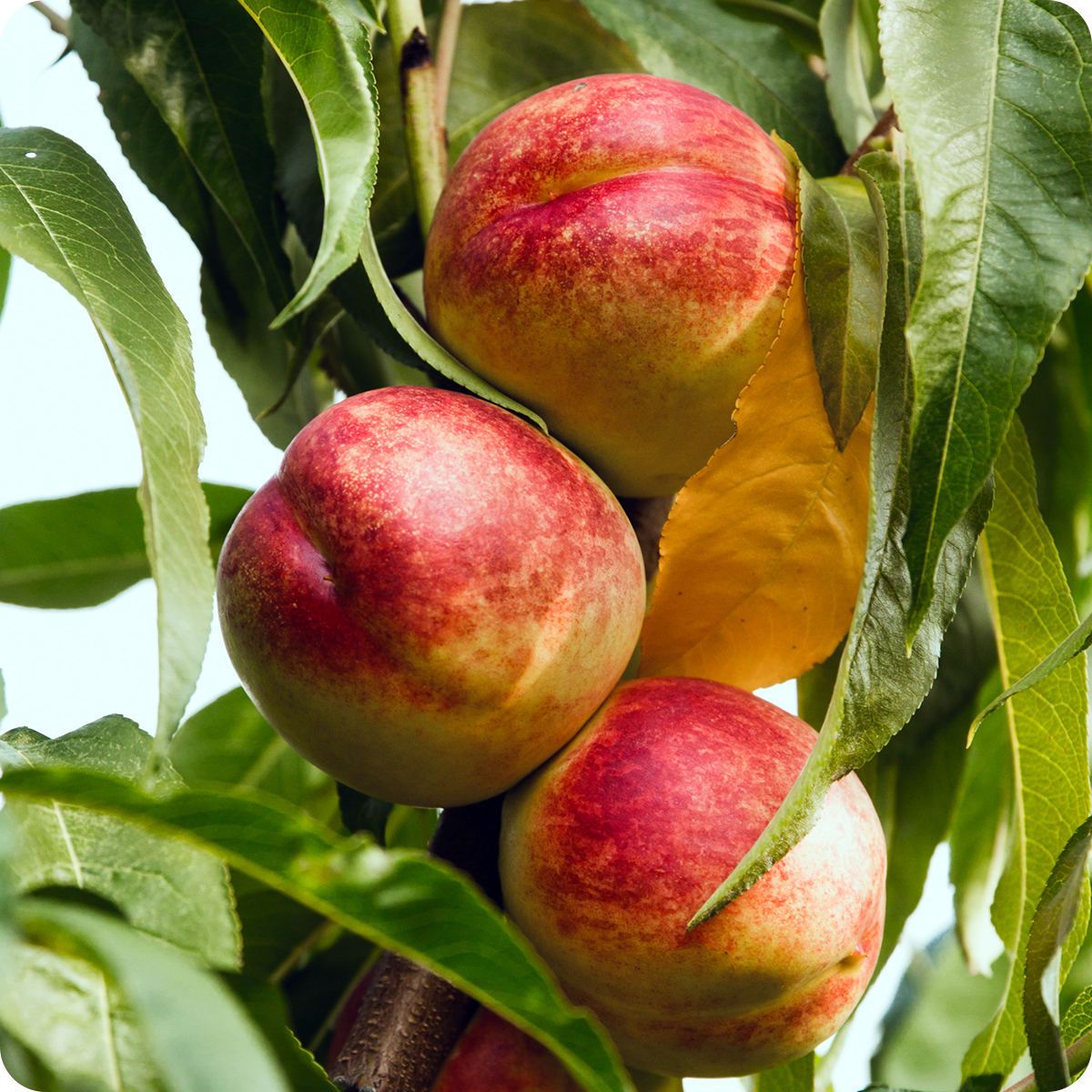 Nectarine Tree Varieties | Stone Fruits | IFA Country Stores