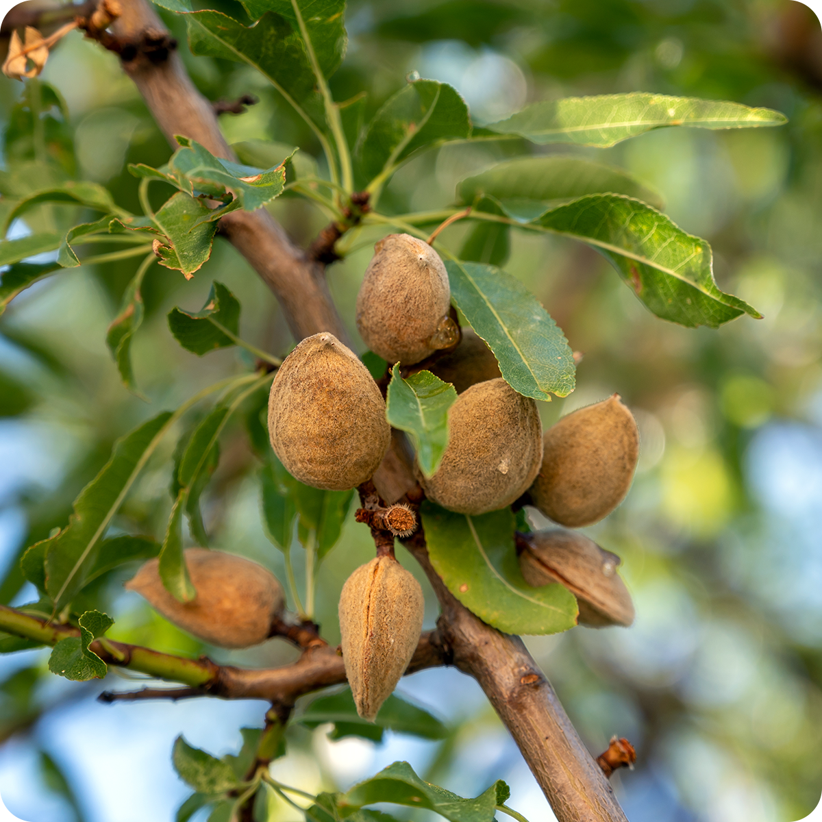 Nut Tree Varieties | IFA Country Stores