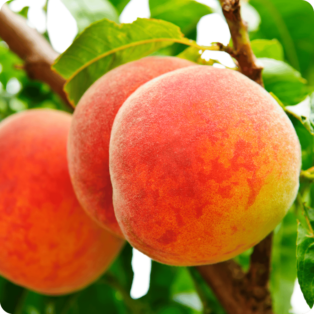 Peach Tree Varieties | Stone Fruits | IFA Country Stores