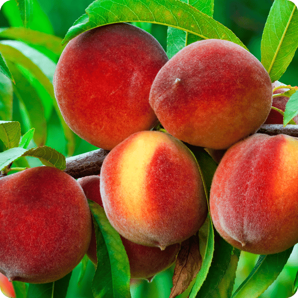 Peach Tree Varieties | Stone Fruits | IFA Country Stores
