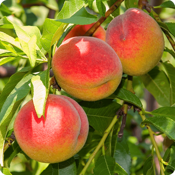 Peach Tree Varieties | Stone Fruits | IFA Country Stores