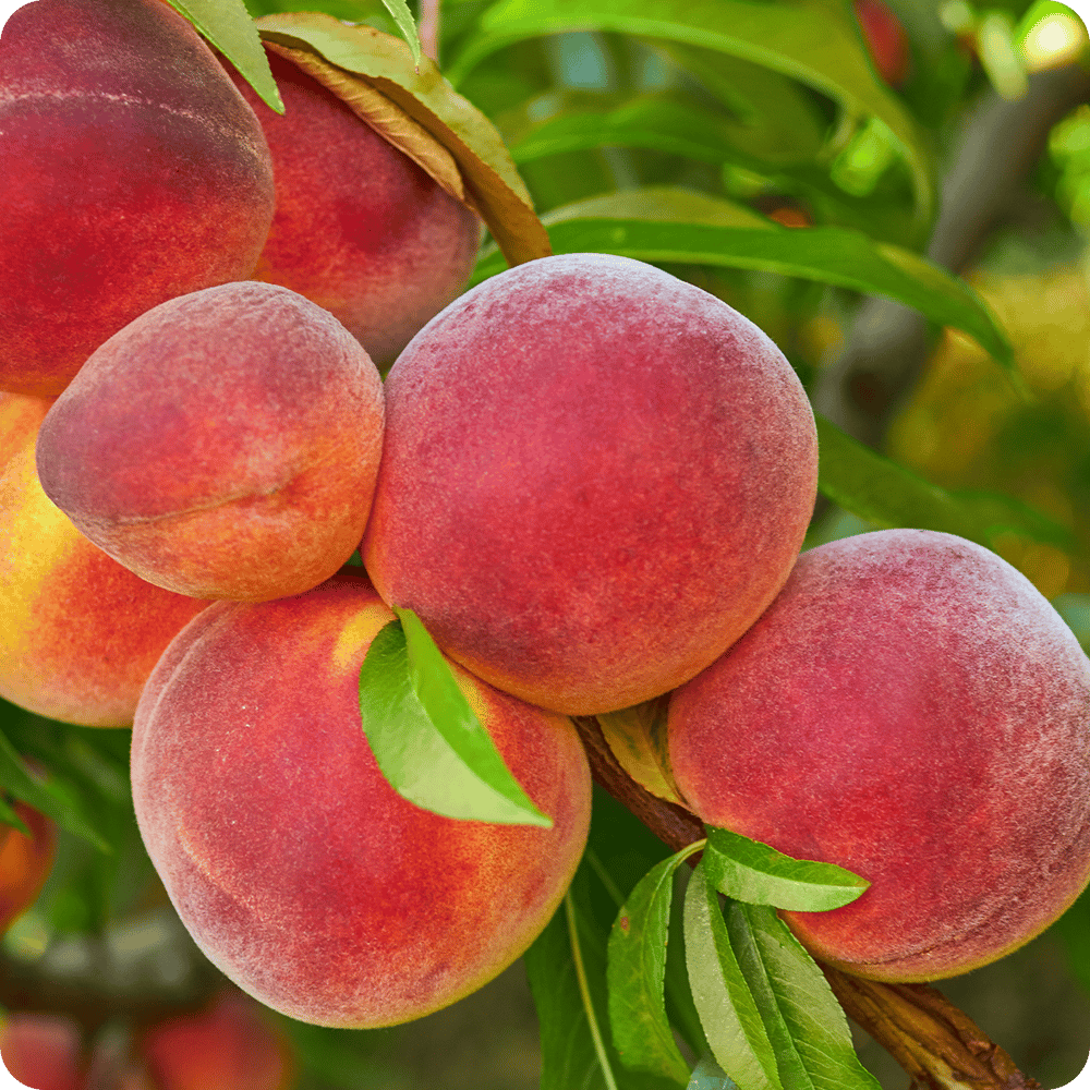 Peach Tree Varieties | Stone Fruits | IFA Country Stores