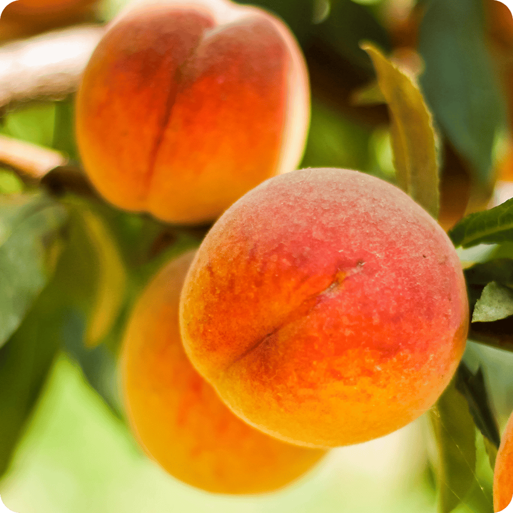 Peach Tree Varieties | Stone Fruits | IFA Country Stores