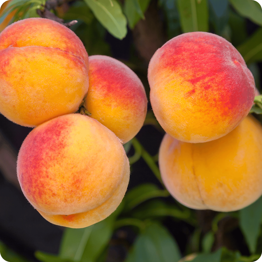 Peach Tree Varieties | Stone Fruits | IFA Country Stores