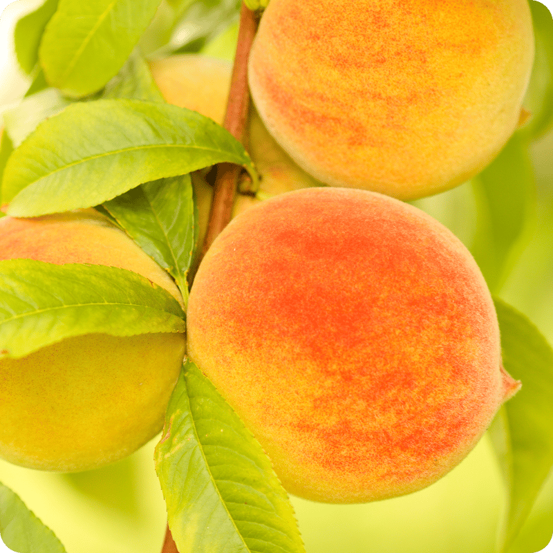 Peach Tree Varieties | Stone Fruits | IFA Country Stores