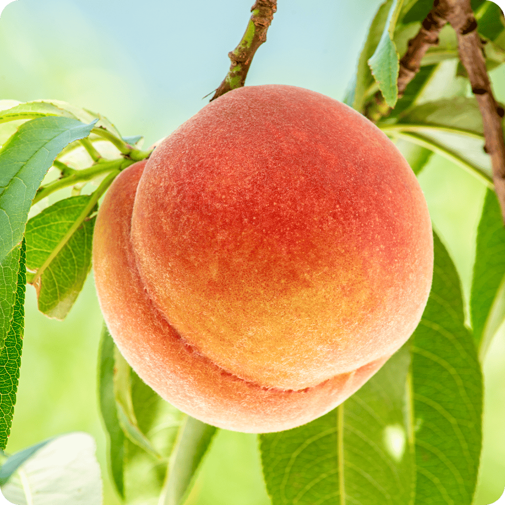 Peach Tree Varieties | Stone Fruits | IFA Country Stores