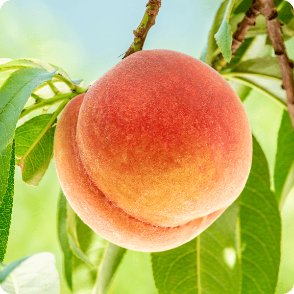 Peach Tree Varieties | Stone Fruits | IFA Country Stores