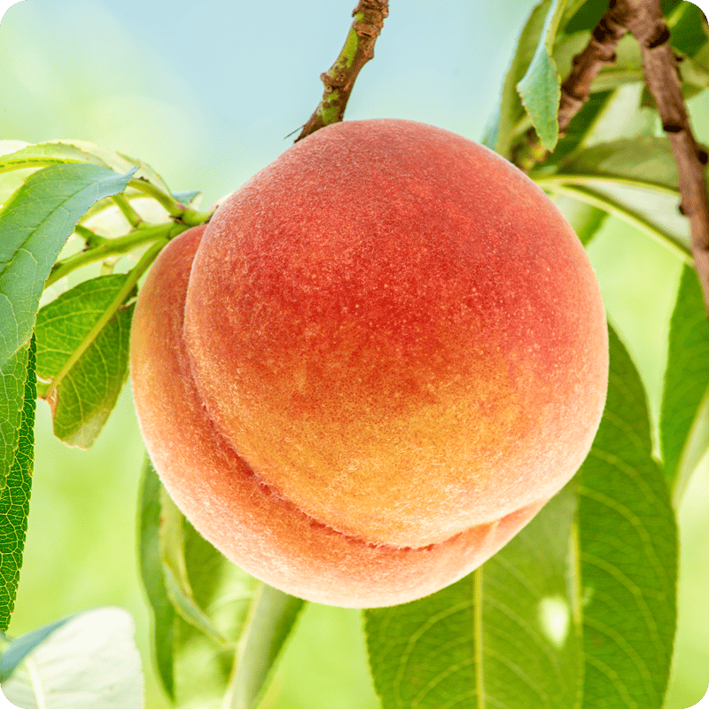 Peach Tree Varieties | Stone Fruits | IFA Country Stores