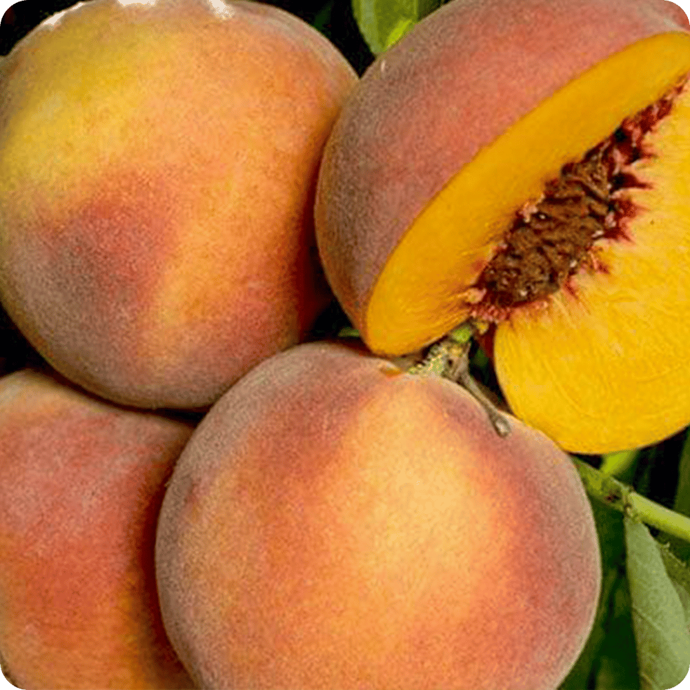 Peach Tree Varieties | Stone Fruits | IFA Country Stores