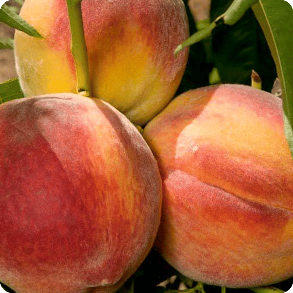 Peach Tree Varieties | Stone Fruits | IFA Country Stores