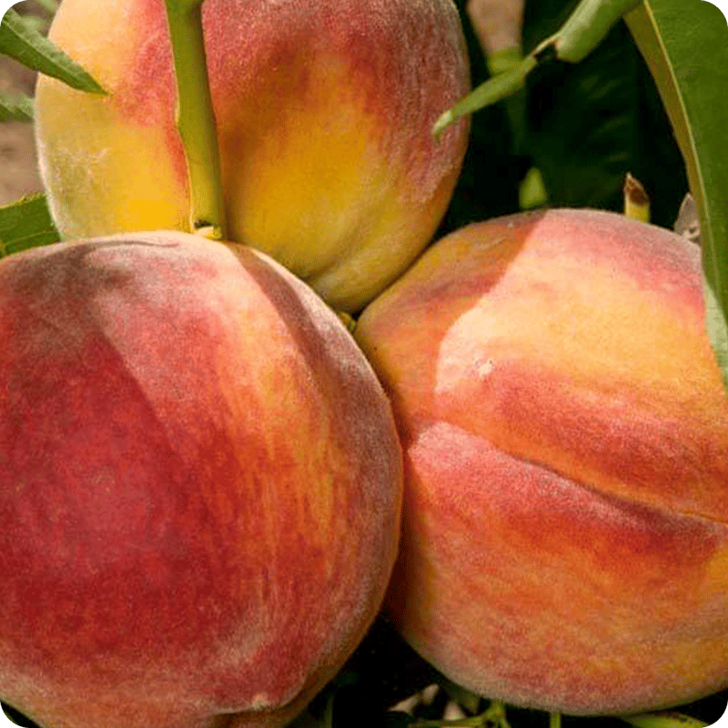 Peach Tree Varieties | Stone Fruits | IFA Country Stores