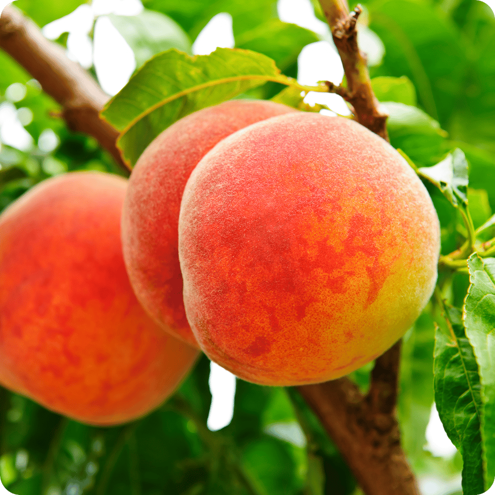 Peach Tree Varieties | Stone Fruits | IFA Country Stores