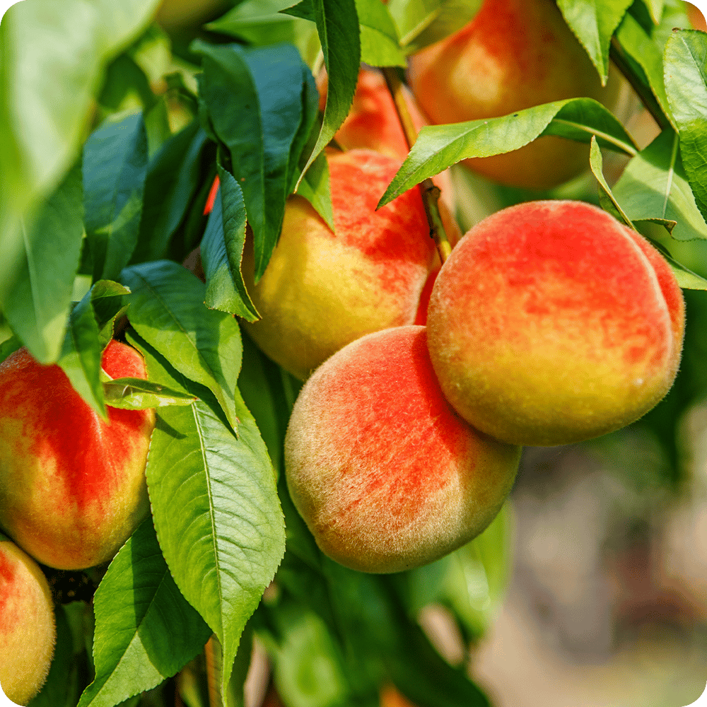 Peach Tree Varieties | Stone Fruits | IFA Country Stores