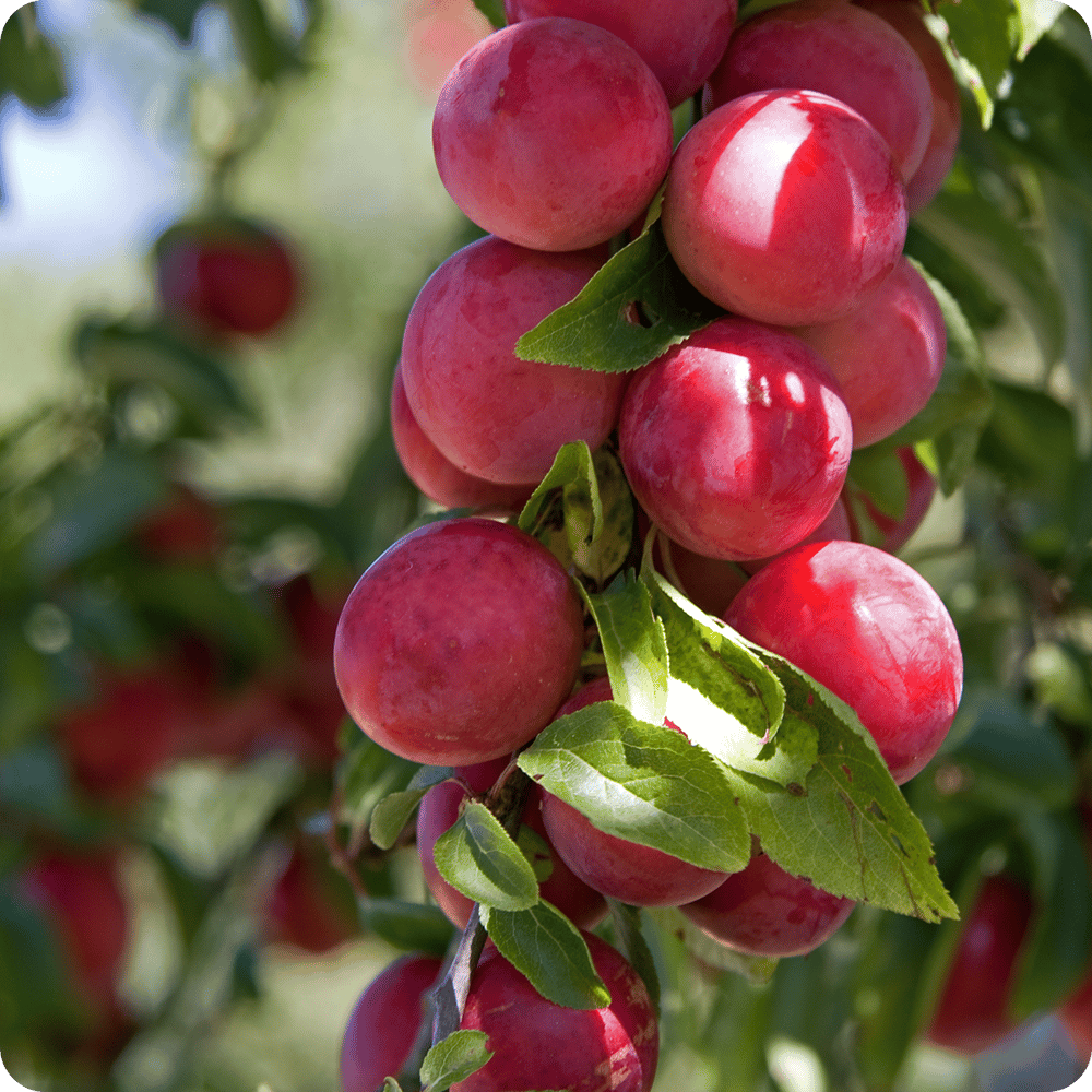 Cherry Tree Varieties | Stone Fruits | IFA Country Stores